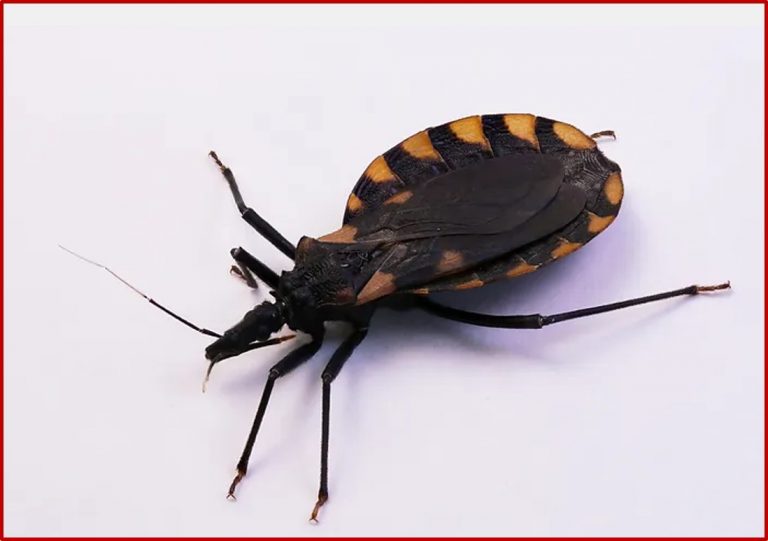 Mais de 1,2 milhão brasileiros têm Chagas, mas 70% desconhecem ...